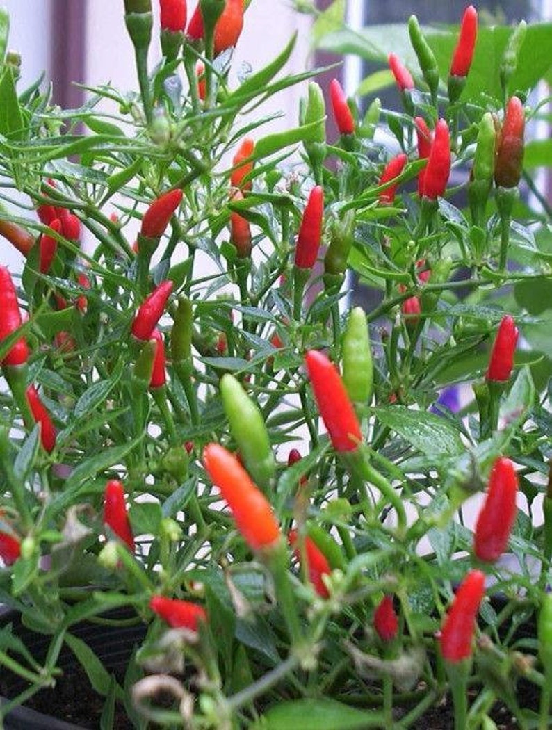 Small Red Chili Peppers Seeds Etsy