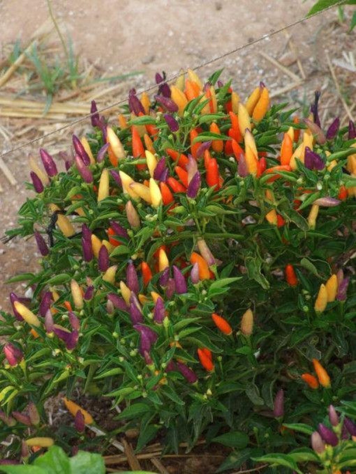 Hot Fire Cracker Pepper Seeds | Etsy