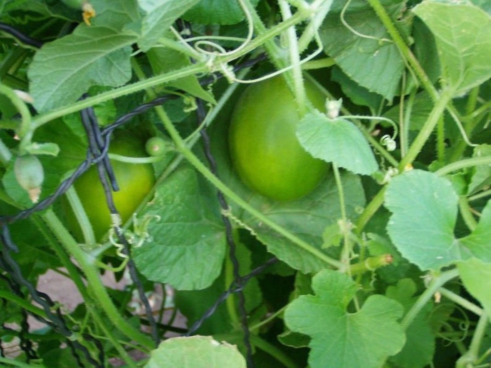 Vine Peach Melon Seeds - Etsy