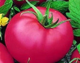 Tomato Seeds - Etsy