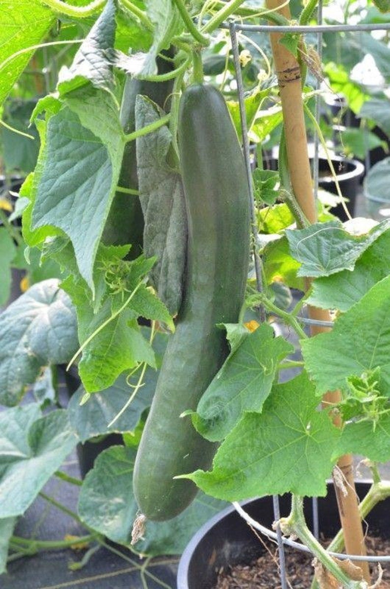 Sweet Success Hybrid Cucumber Seeds - Etsy Canada