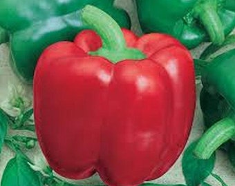 Bell Pepper Seeds - Etsy