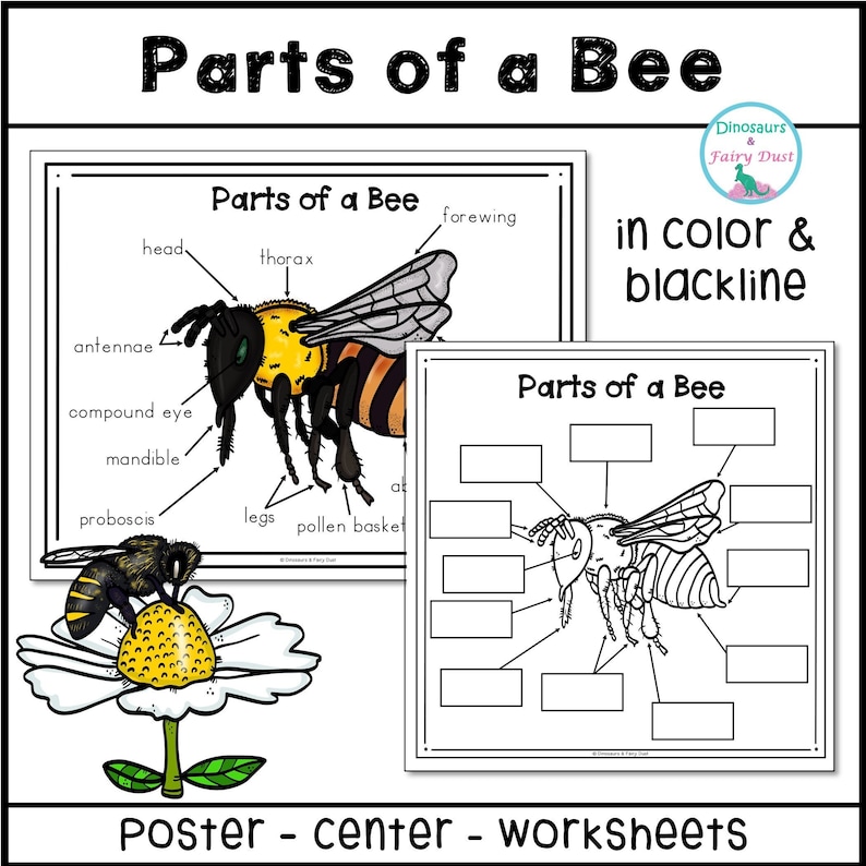 Parts of a Bee Labeling Activity - Etsy