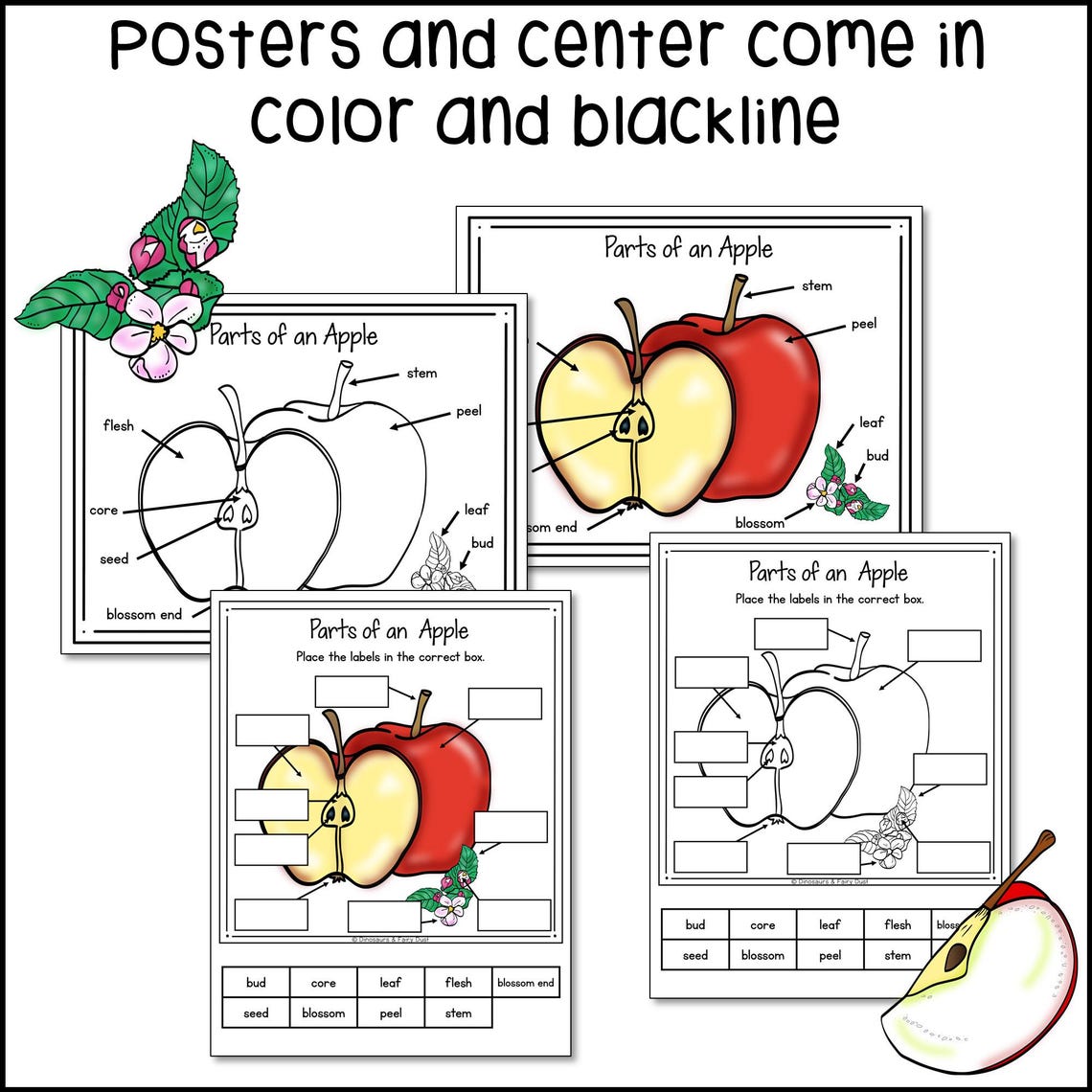 Parts of an Apple Labeling Center and Activity - Etsy