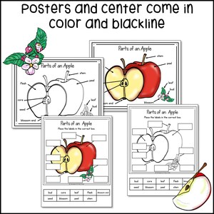 Parts of an Apple Labeling Center and Activity - Etsy