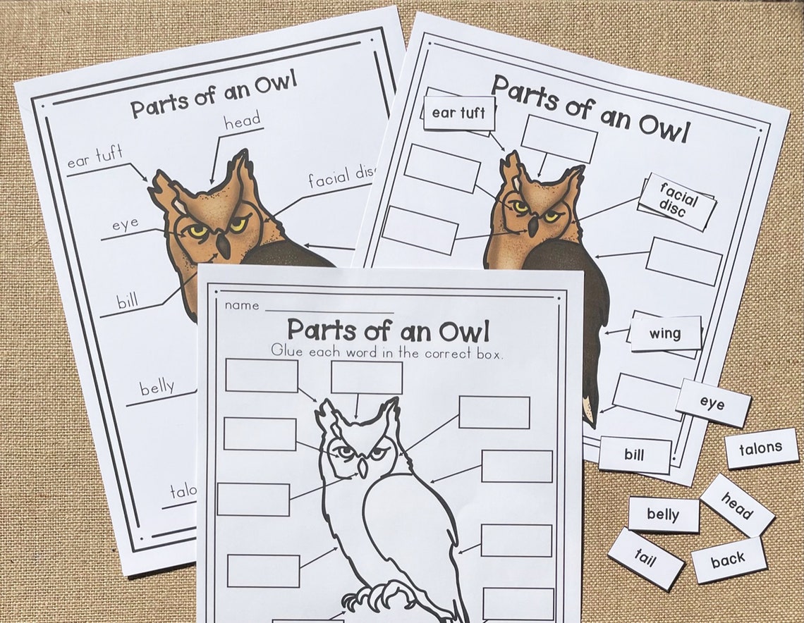 Parts of an Owl Labeling Activity - Etsy