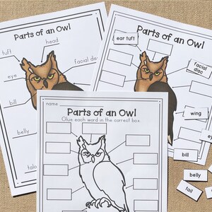 Parts of an Owl Labeling Activity - Etsy