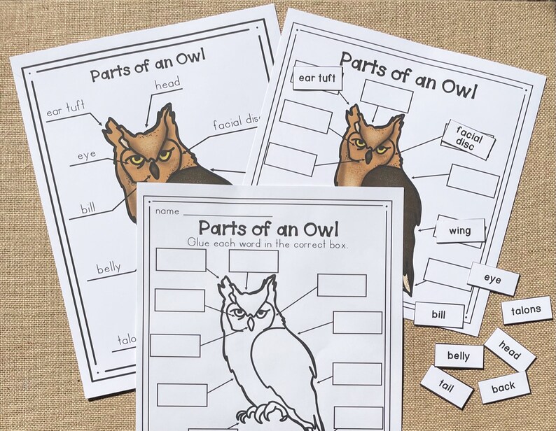 Parts of an Owl Labeling Activity - Etsy