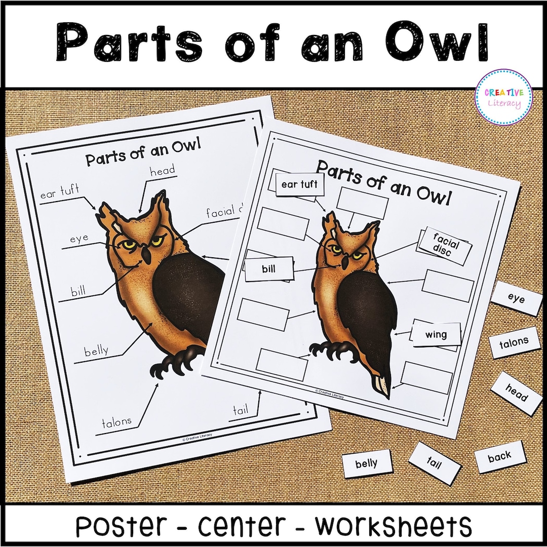 Parts of an Owl Labeling Activity - Etsy