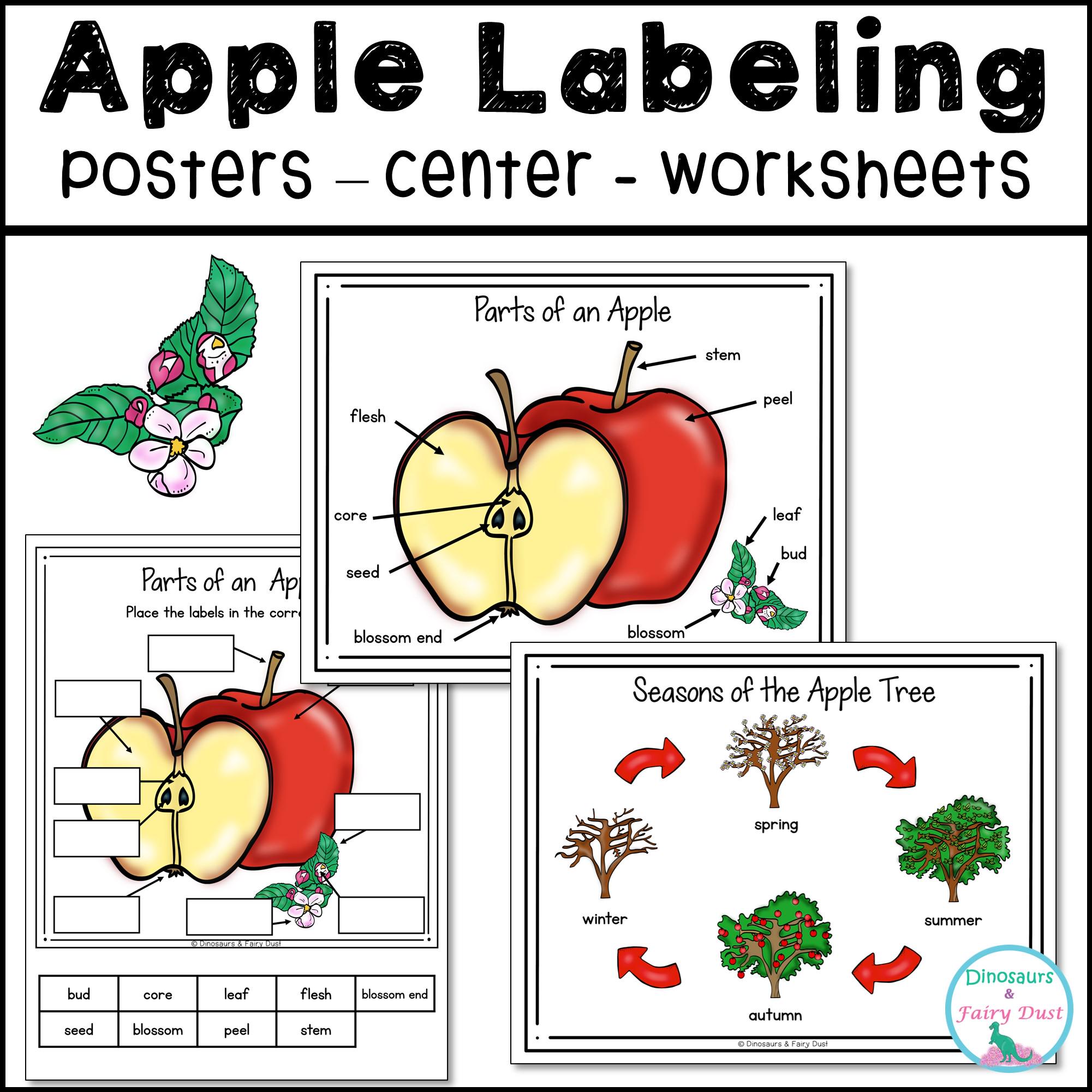 Parts of an Apple Labeling Center and Activity - Etsy