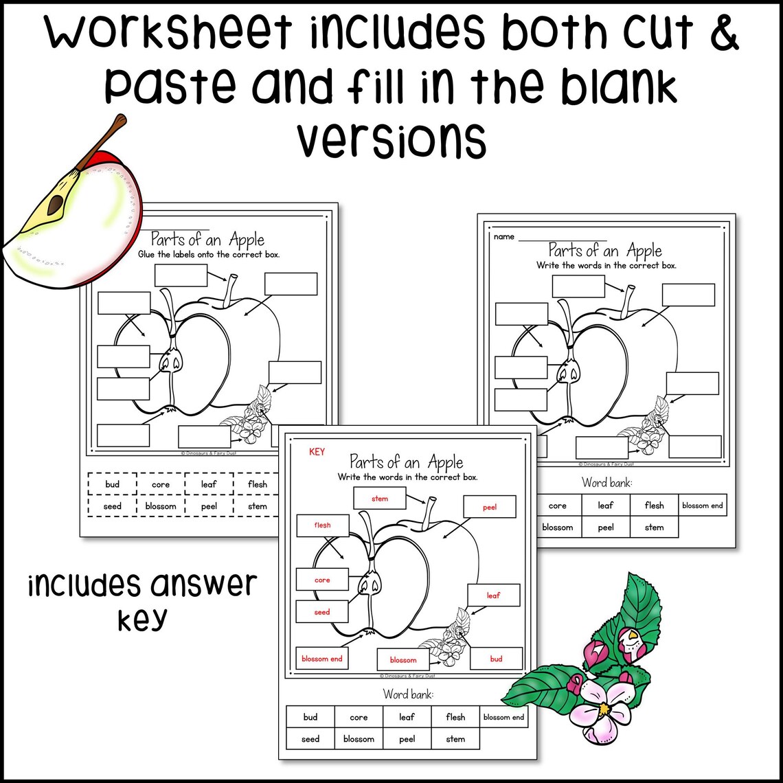 Parts of an Apple Labeling Center and Activity - Etsy