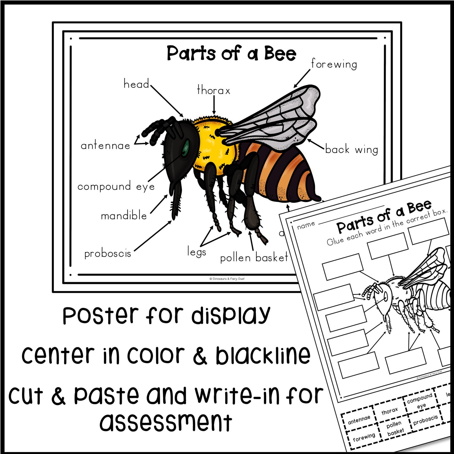 Parts of a Bee Labeling Activity - Etsy