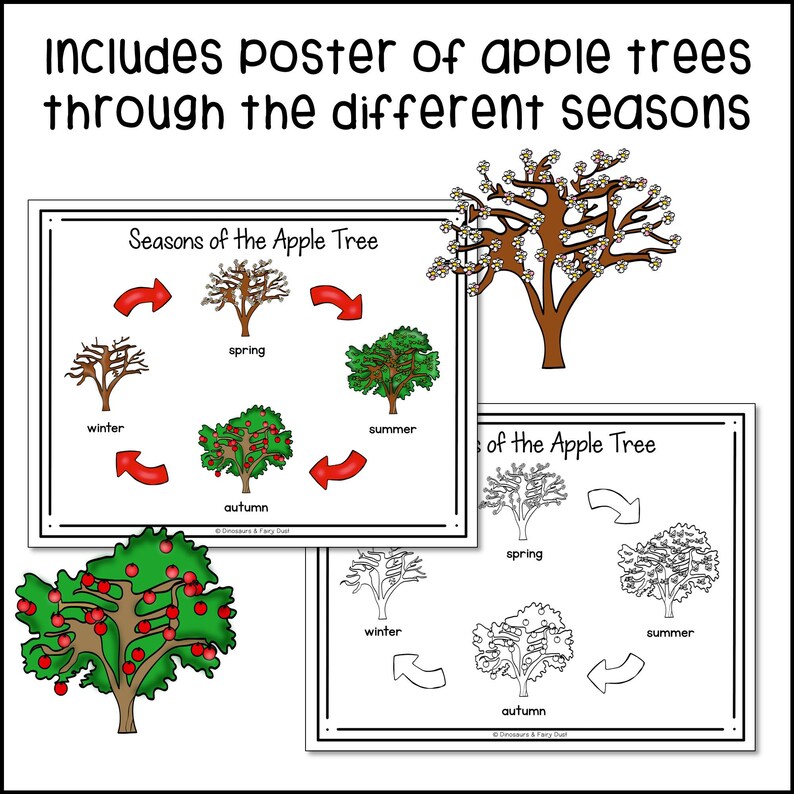 Parts of an Apple Labeling Center and Activity - Etsy