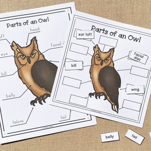 Parts of an Owl Labeling Activity - Etsy
