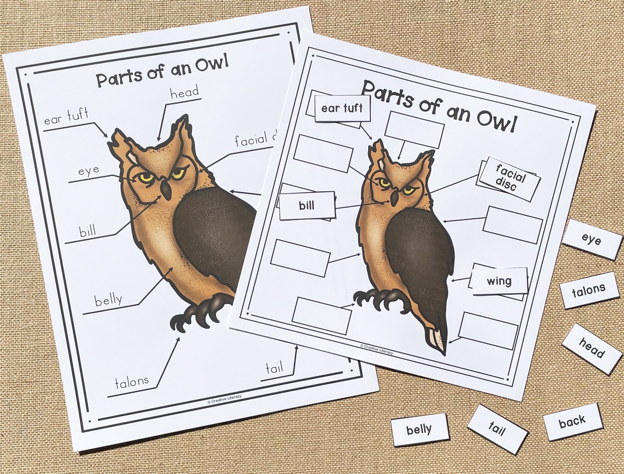 Parts of an Owl Labeling Activity - Etsy