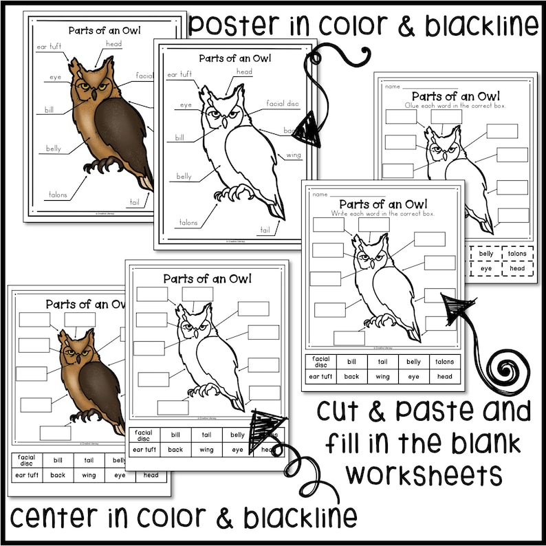 Parts of an Owl Labeling Activity - Etsy