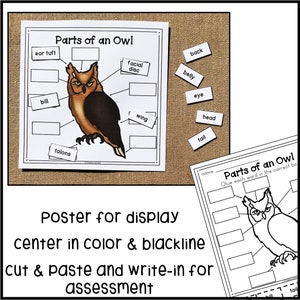 Parts of an Owl Labeling Activity - Etsy