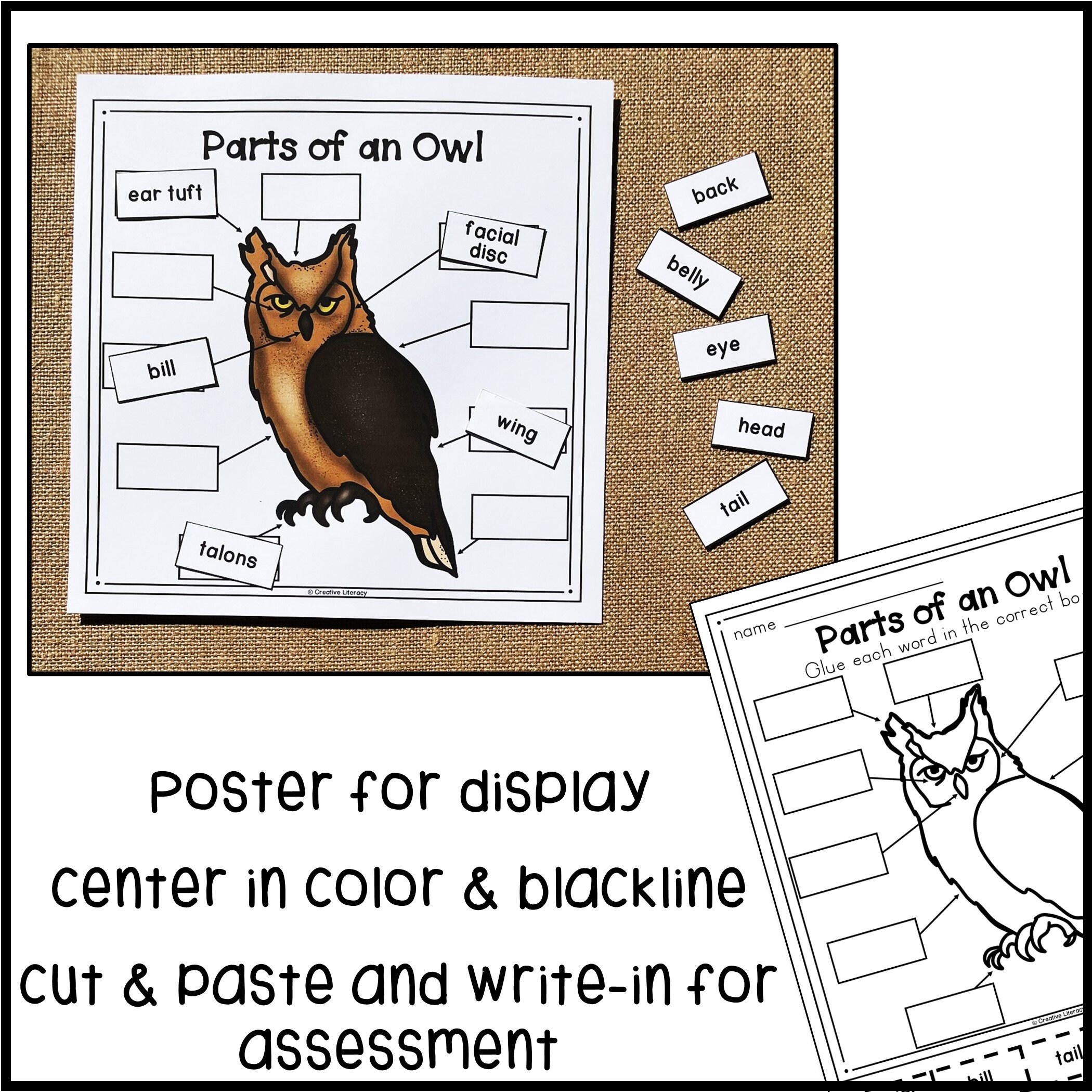 Parts of an Owl Labeling Activity - Etsy
