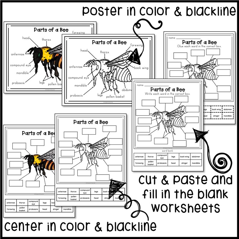 Parts of a Bee Labeling Activity - Etsy