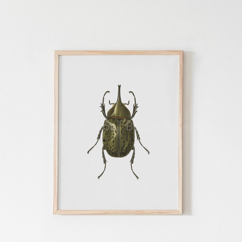Beetle Beetle Print Insect Insect Art Print Butterfly - Etsy
