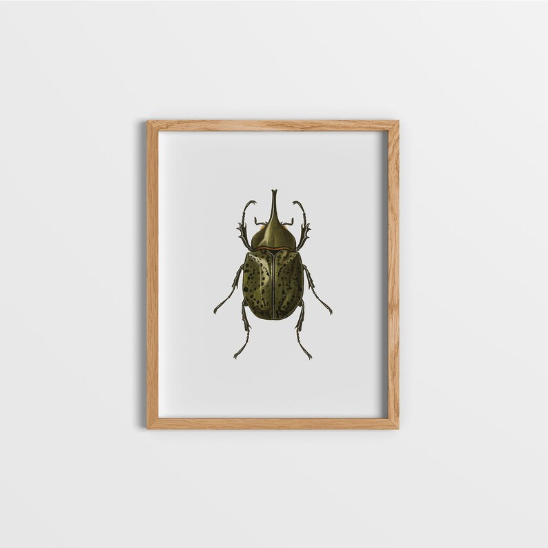 Beetle Beetle Print Insect Insect Art Print Butterfly - Etsy