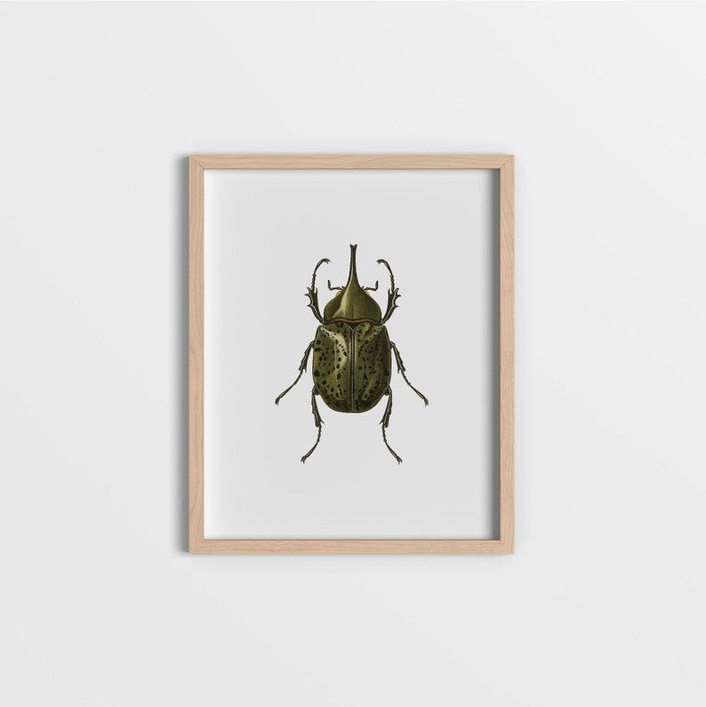Beetle Beetle Print Insect Insect Art Print Butterfly - Etsy