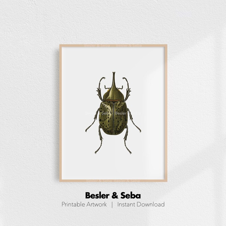 Beetle Beetle Print Insect Insect Art Print Butterfly - Etsy
