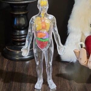 Clear Plastic Human Body Model Anatomy Invisible Man - Etsy