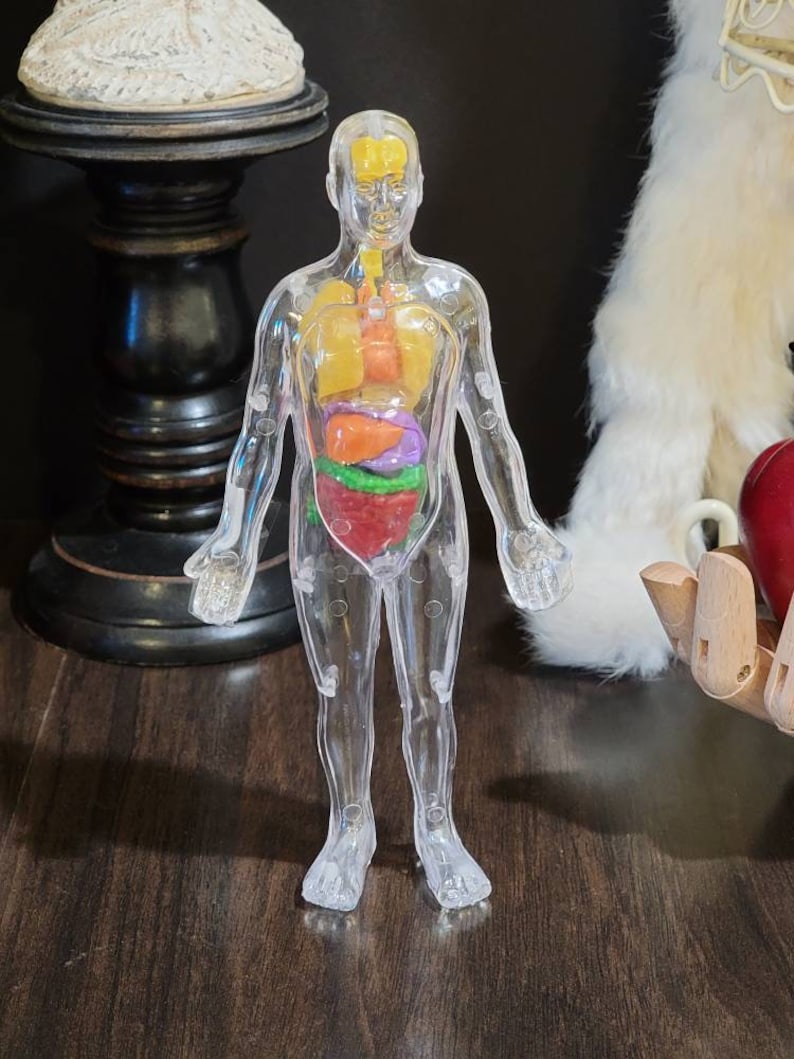 Clear Plastic Human Body Model Anatomy Invisible Man - Etsy