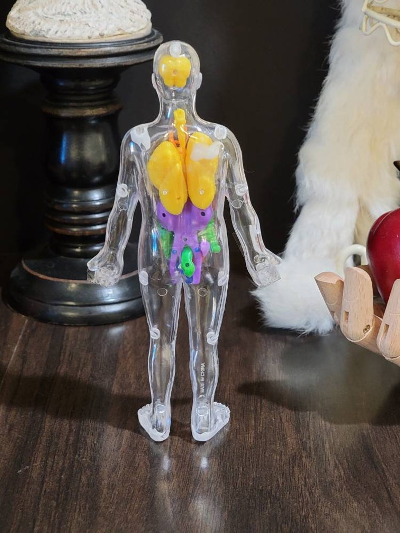 Clear Plastic Human Body Model Anatomy Invisible Man - Etsy