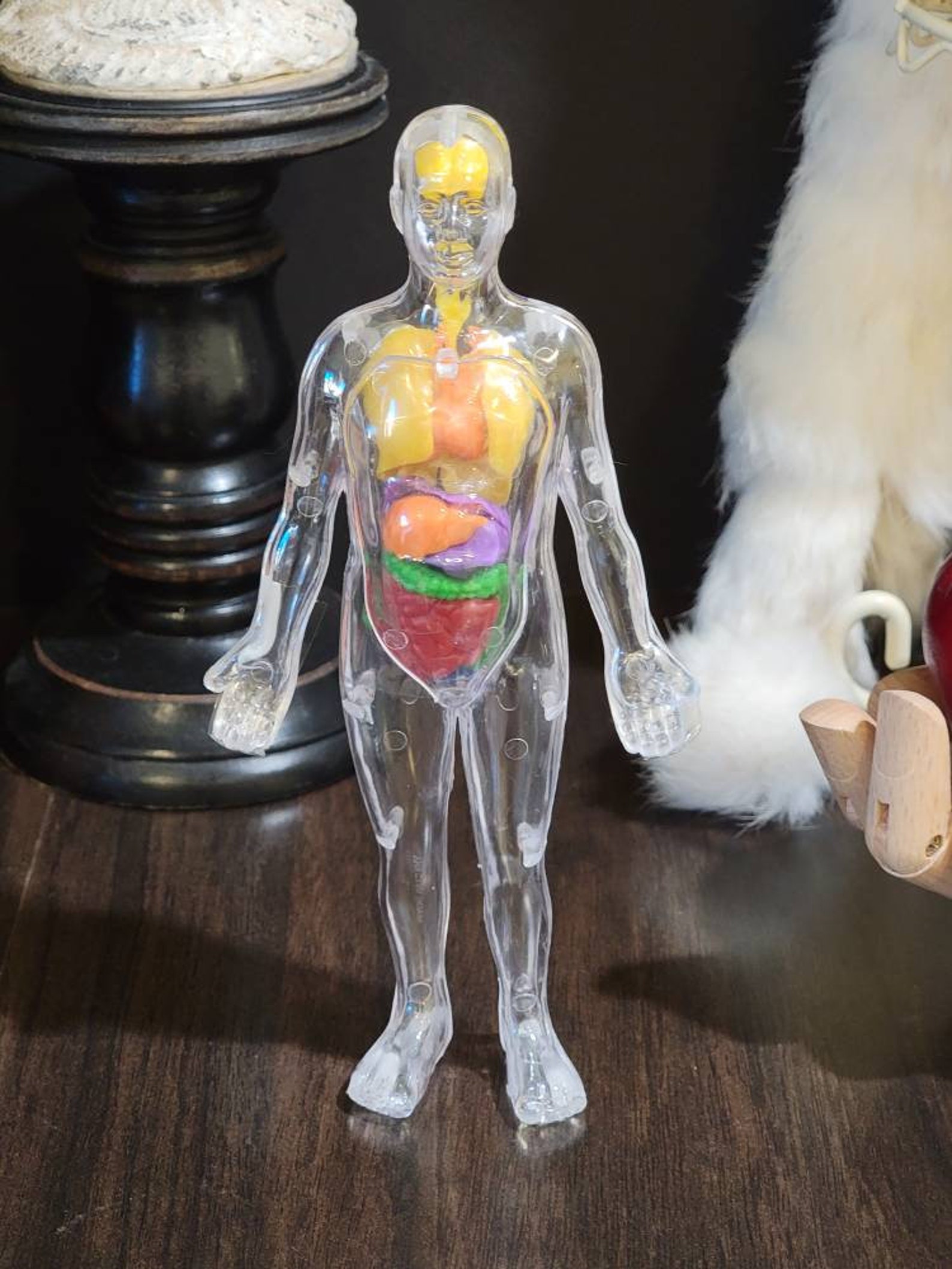 Clear Plastic Human Body Model Anatomy Invisible Man - Etsy Clear Plastic Human Body Model Anatomy Invisible Man - Etsy