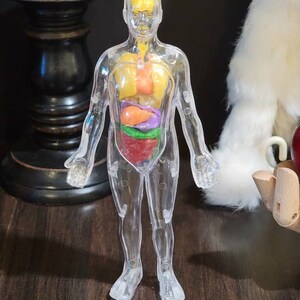 Clear Plastic Human Body Model Anatomy Invisible Man - Etsy