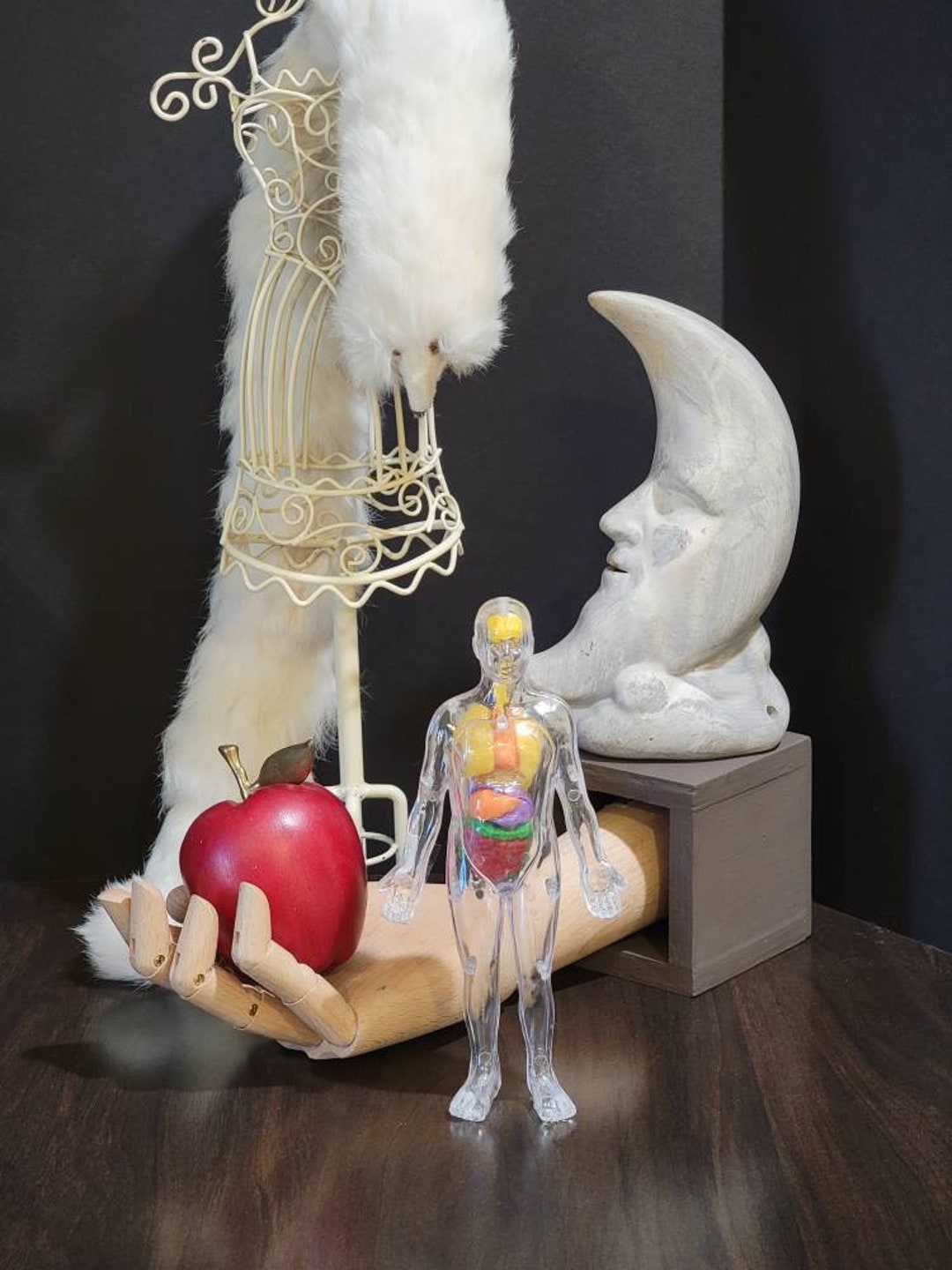 Clear Plastic Human Body Model Anatomy Invisible Man - Etsy