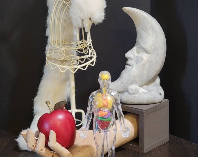 Clear Plastic Human Body Model Anatomy Invisible Man - Etsy