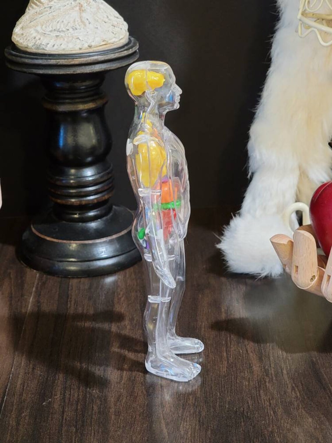 Clear Plastic Human Body Model Anatomy Invisible Man - Etsy