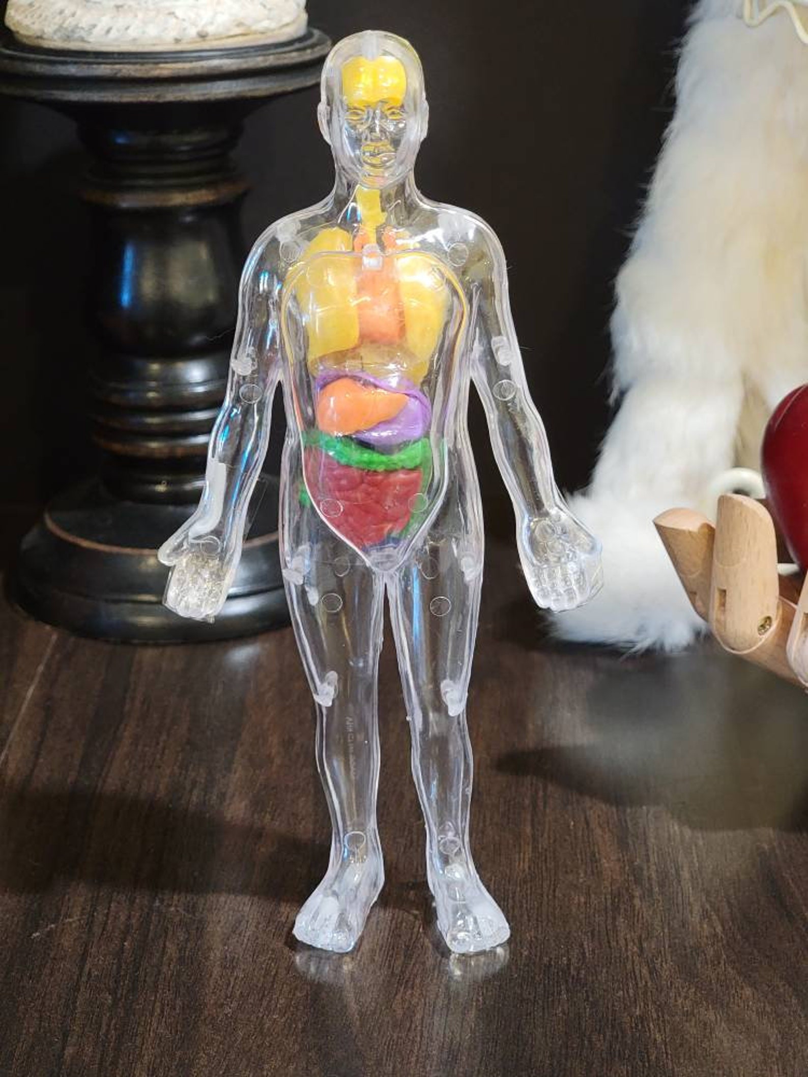 Clear Plastic Human Body Model Anatomy Invisible Man - Etsy