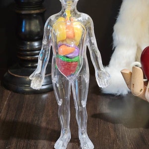 Clear Plastic Human Body Model Anatomy Invisible Man - Etsy