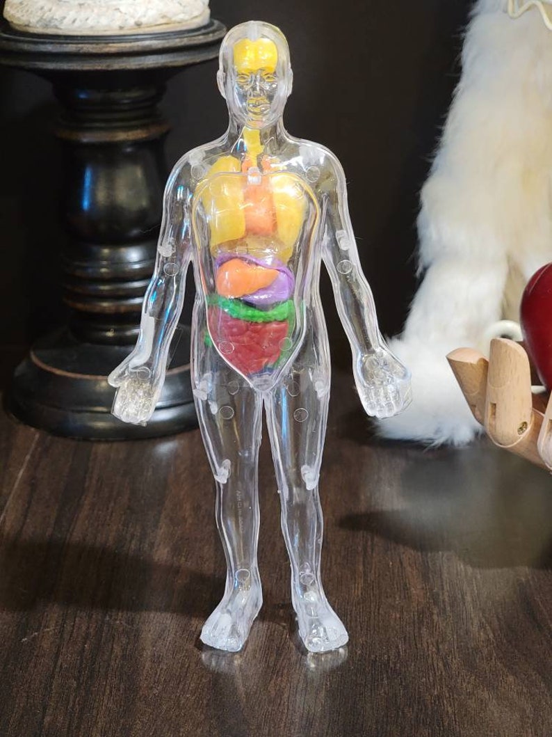 Clear Plastic Human Body Model Anatomy Invisible Man - Etsy