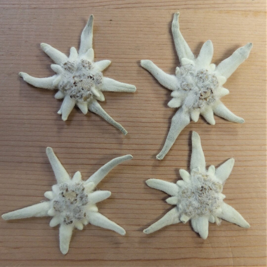 5 Pieces of Real Dried Edelweiss From Austria - Etsy UK