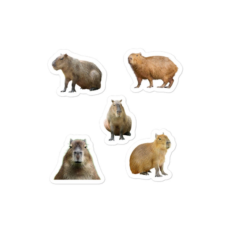 Capybara Stcikers Cute Animal Kiss Cut Vinyl Decal Easy Peel Durable Fast Dispatch Meme - Etsy