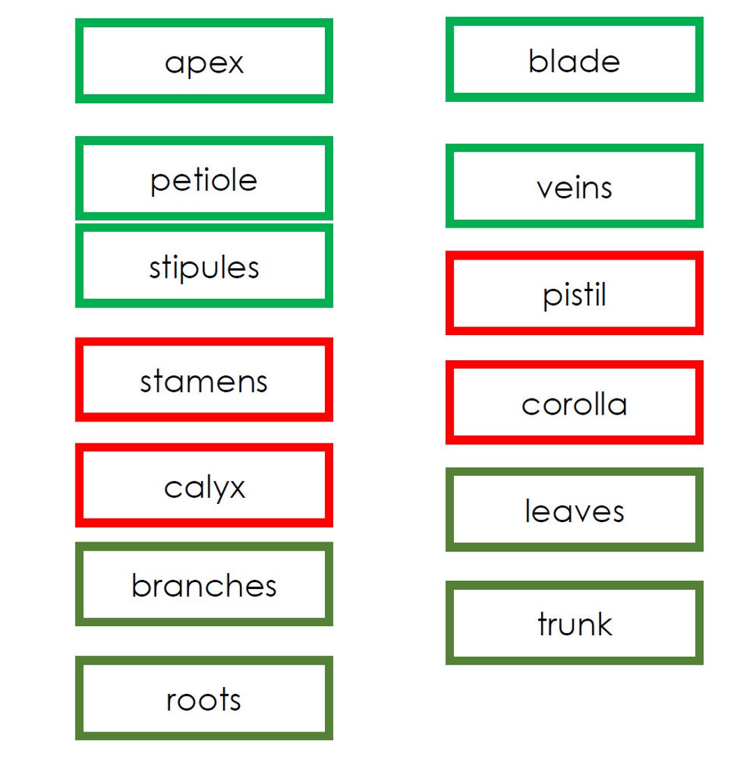 DIGITAL Botany and Zoology Labels for Montessori Puzzles - Etsy