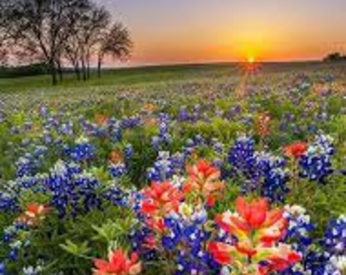 Bluebonnet Shop Hop Texas Panel by in the Beginning 30"x44" - Etsy