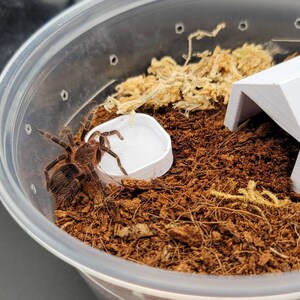 Tarantula Bowls - Mini Small Animals Jumping Spider Reptile Mantis ...