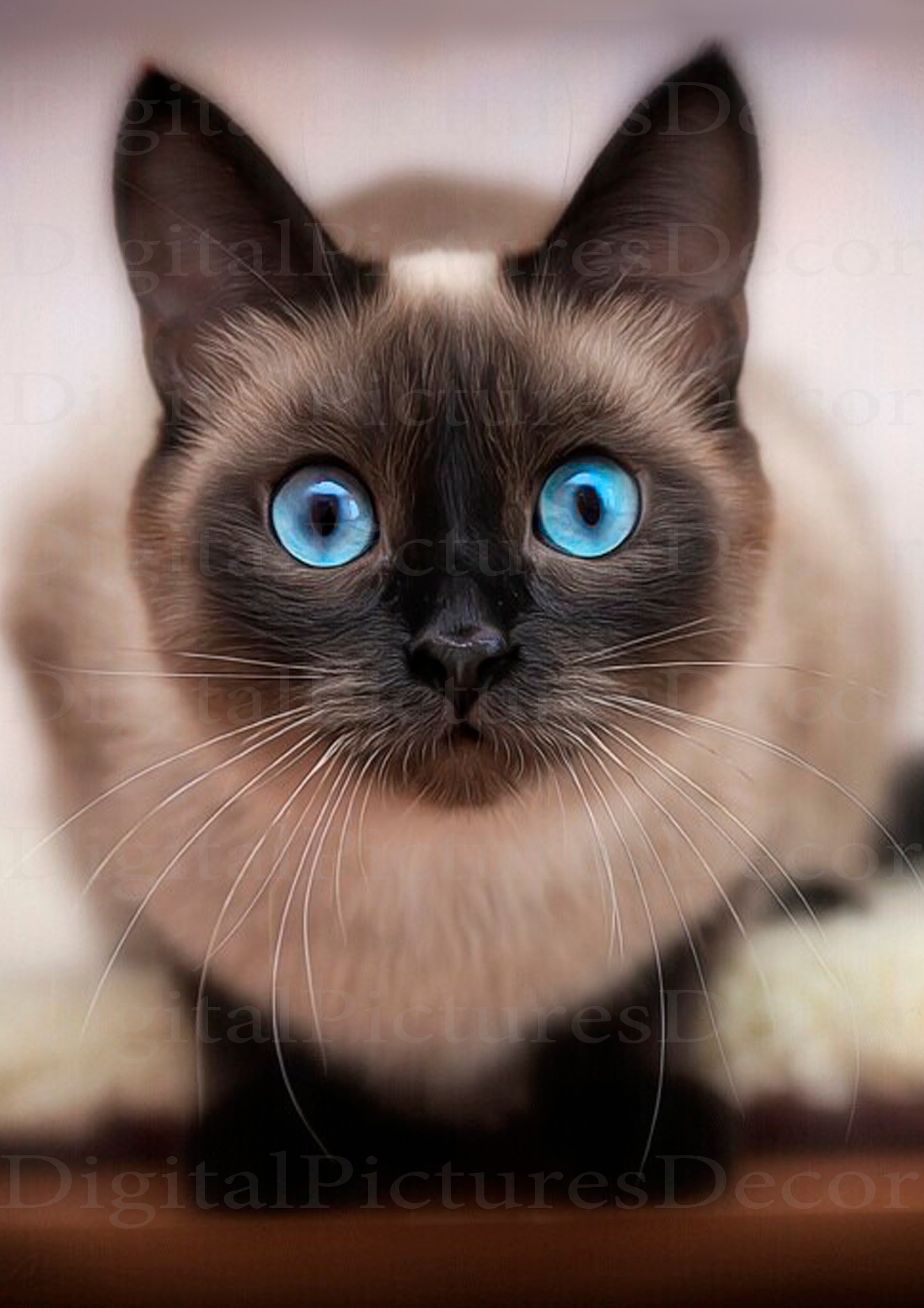 Cat Cat picture Digital cat Cat picture download Beautiful | Etsy