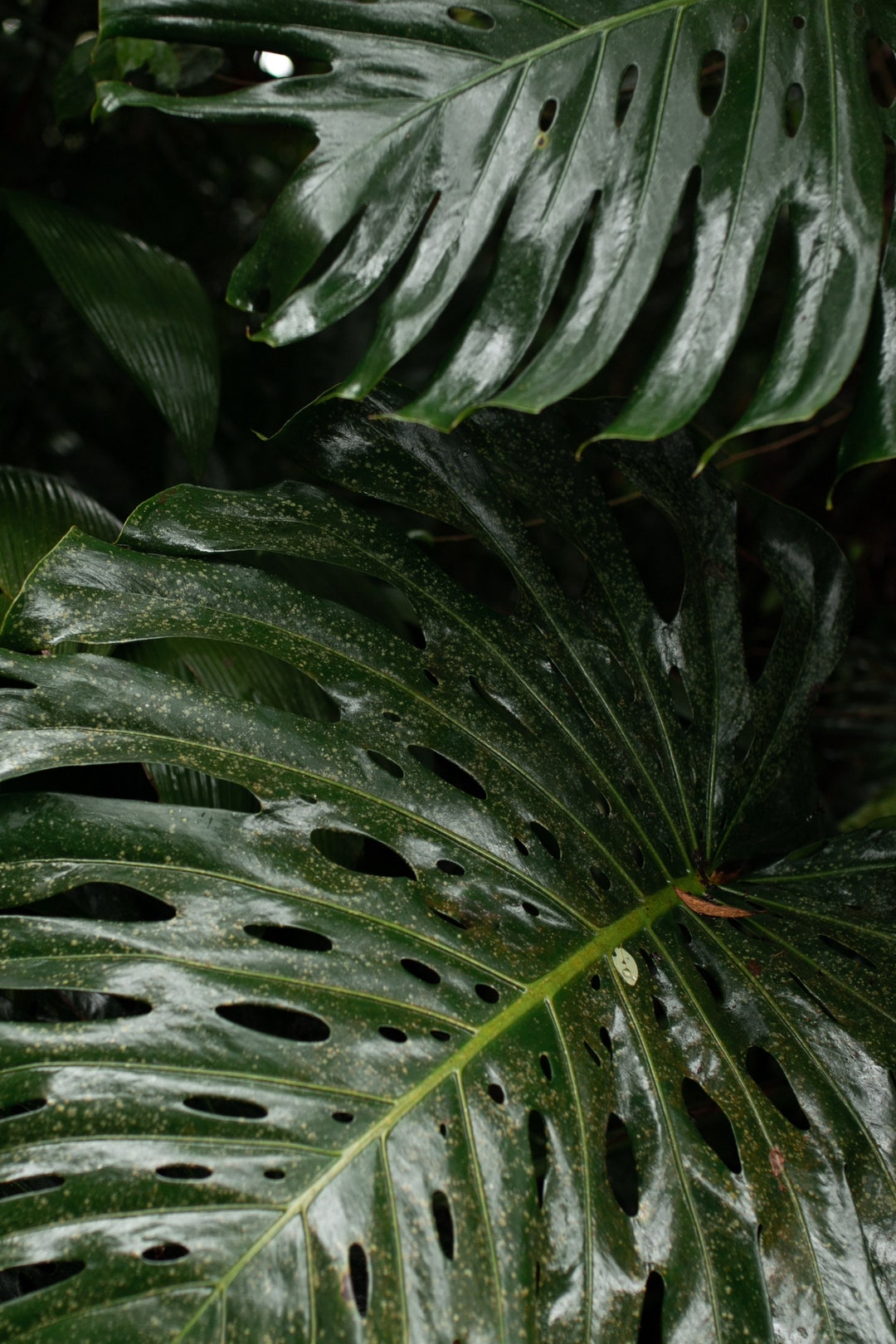 Monstera Leaf WALL PRINT, Costa Rica, Nature, - Etsy