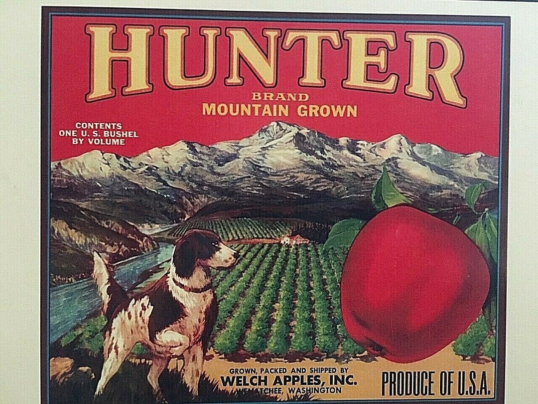 Postcard Ad for Hunter Mountain Grown Apples , Welch Apples, Inc. WA U2 ...