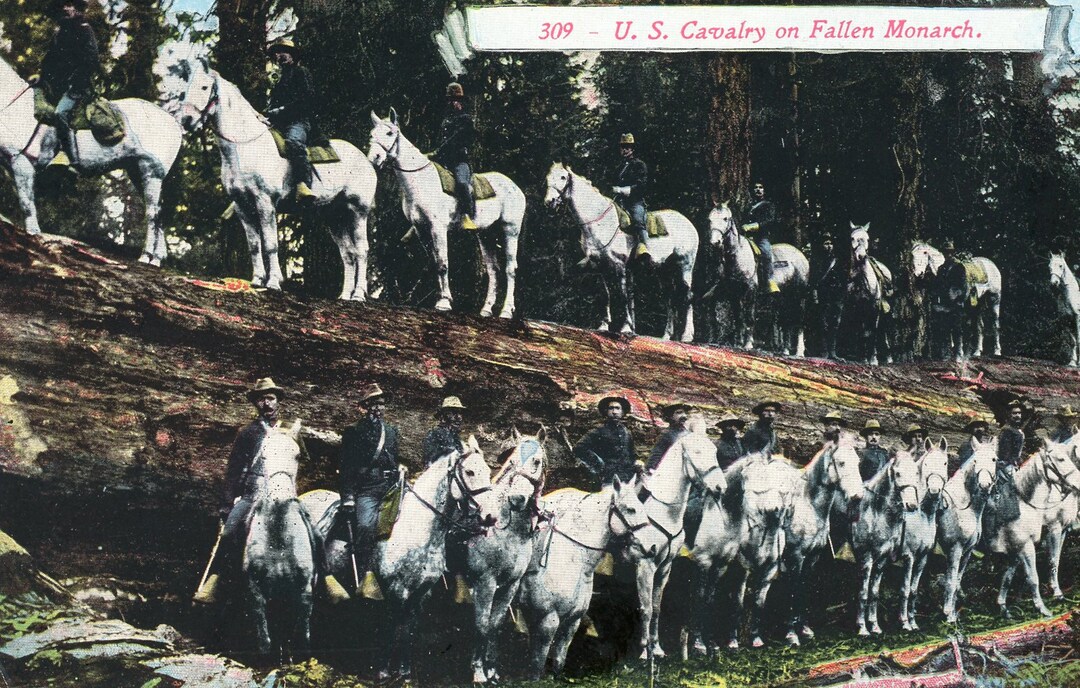 Postcard Early View of U.S. Cavalry on Fallen Monarch, CA. Z1 - Etsy