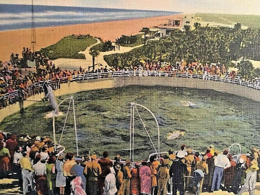 Postcard Top Deck at Marine Studio's Feeding Time, Marineland, FL. U1 ...