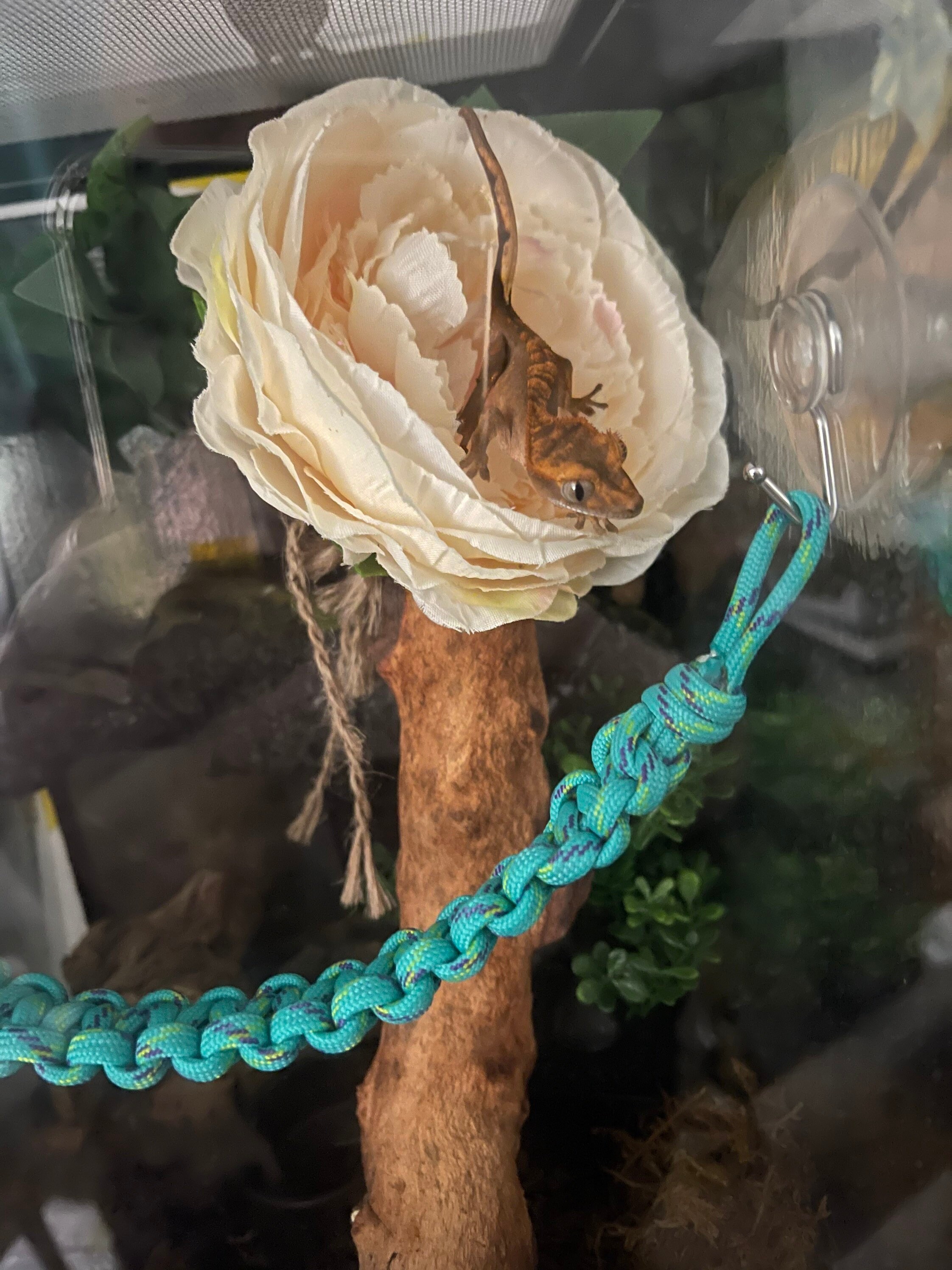 Original Paracord Reptile Vine / Climbing Rope / Bridge With Hanging ...