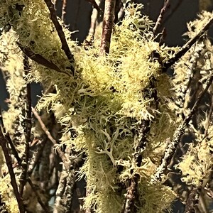 Dried Natural Tree Lichens Moss, Every Bag is Unique, 9x12” Bags ...